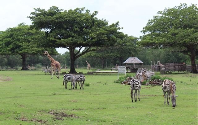 OPINION: IS IT FEASIBLE FOR GIRAFFES TO STAY IN THE PHILIPPINE ISLANDS ...